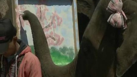 Un elefante de Japón demuestra sus dotes como pintor | Público