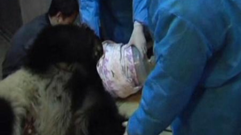 Inseminada a la fuerza | Público