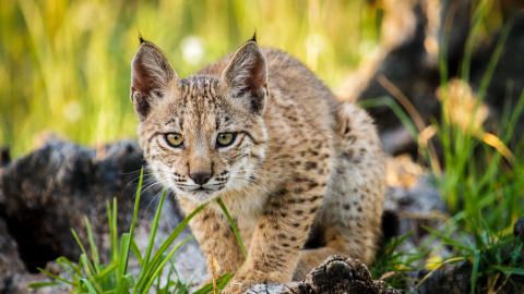 “Estamos luchando para que el lince sea una especie vulnerable y no en ...