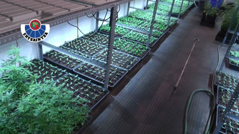 Localizada una plantación de marihuana con casi 5.000 plantas | Público