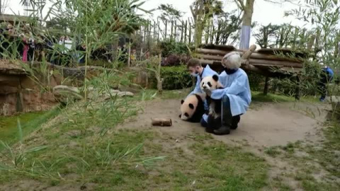 Dos crías de oso panda del zoo francés de Beauval exploran el mundo por ...