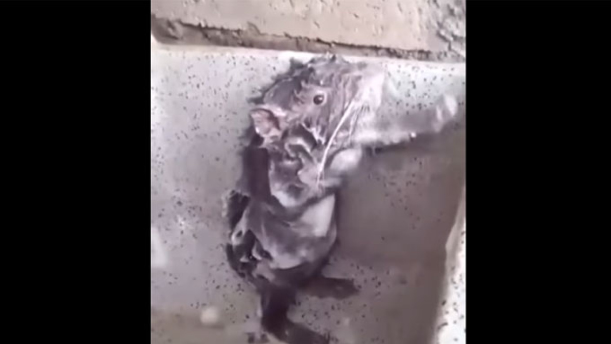 La cruel realidad sobre el vídeo viral de la rata que se enjabona | Público