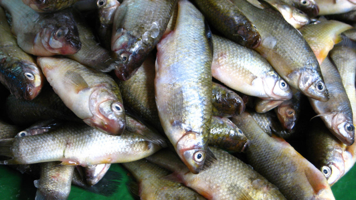 Anisakis: Todo lo que debes saber para evitar la intoxicación por ...