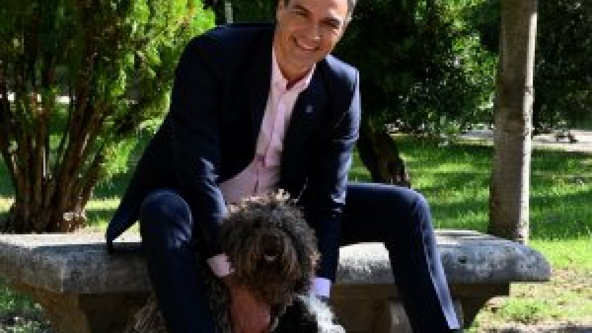 Tomas falsas de campaña (30): más sabe el Perro Sánchez por Perro que ...