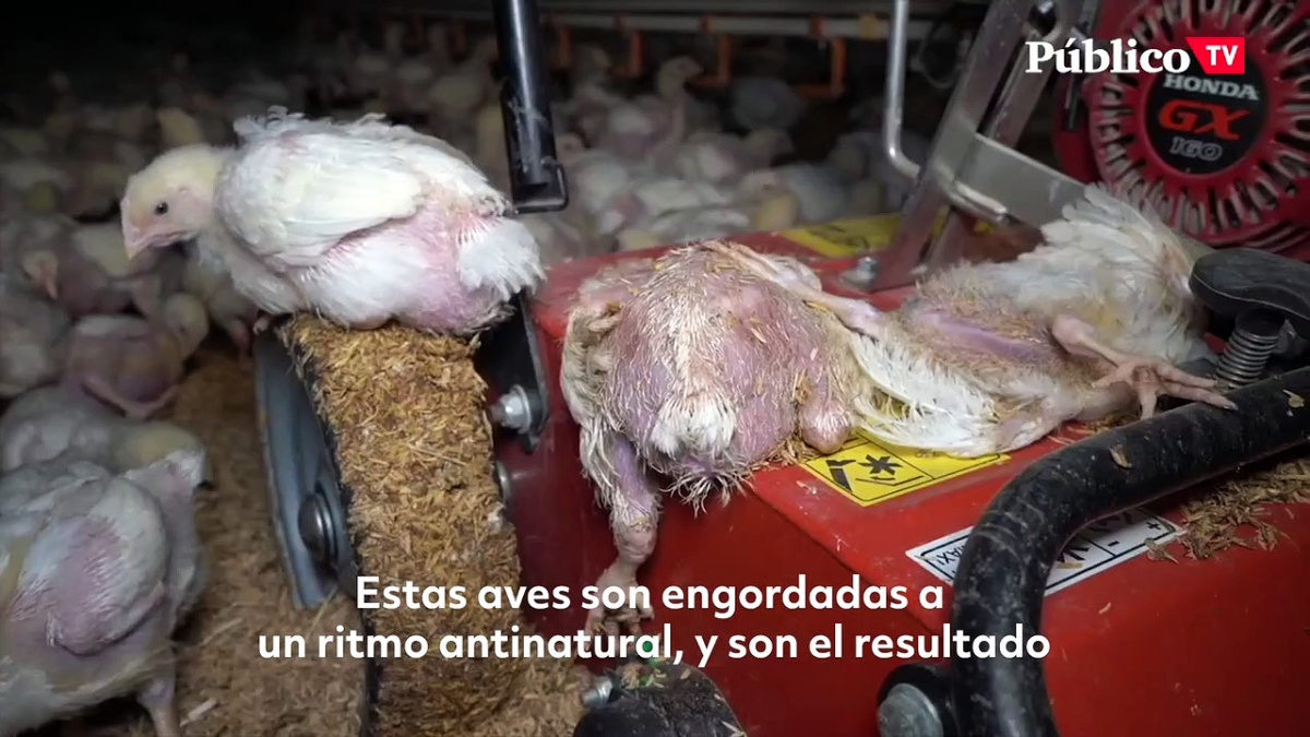 Hacinamiento, aves deformadas y cadáveres: una investigación revela la crueldad de las granjas ...