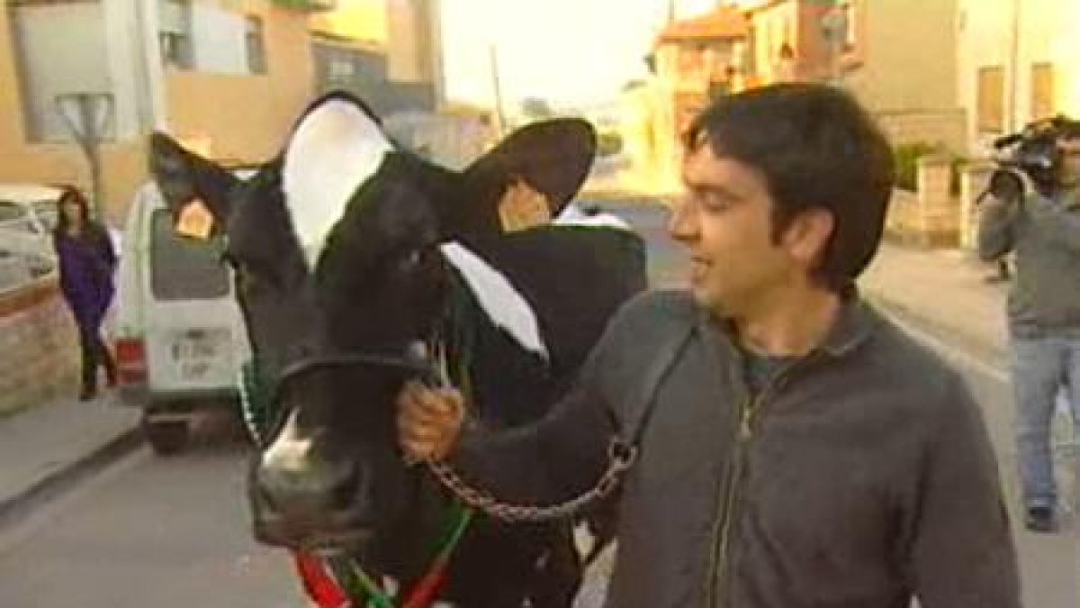La vaca más guapa de Europa es navarra | Público