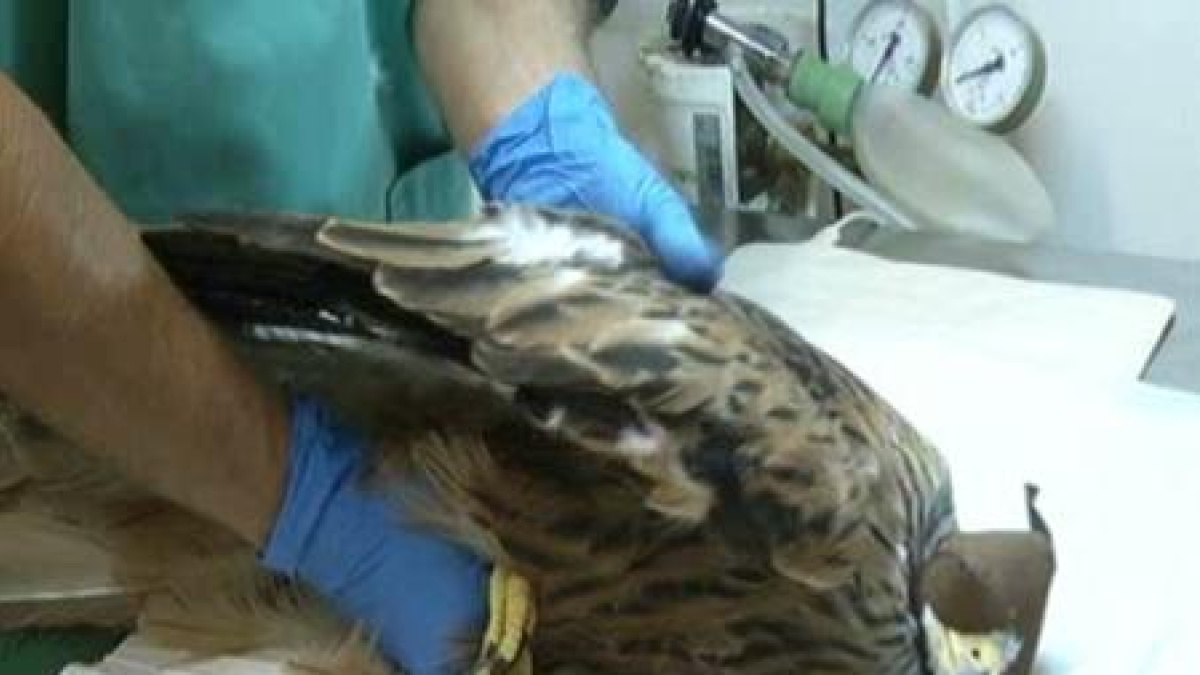 Tres de cada cuatro aves están en peligro de extinción | Público