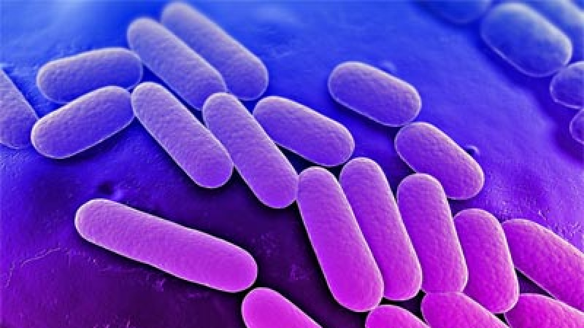 Secuenciado el genoma completo de una bacteria resistente a los ...