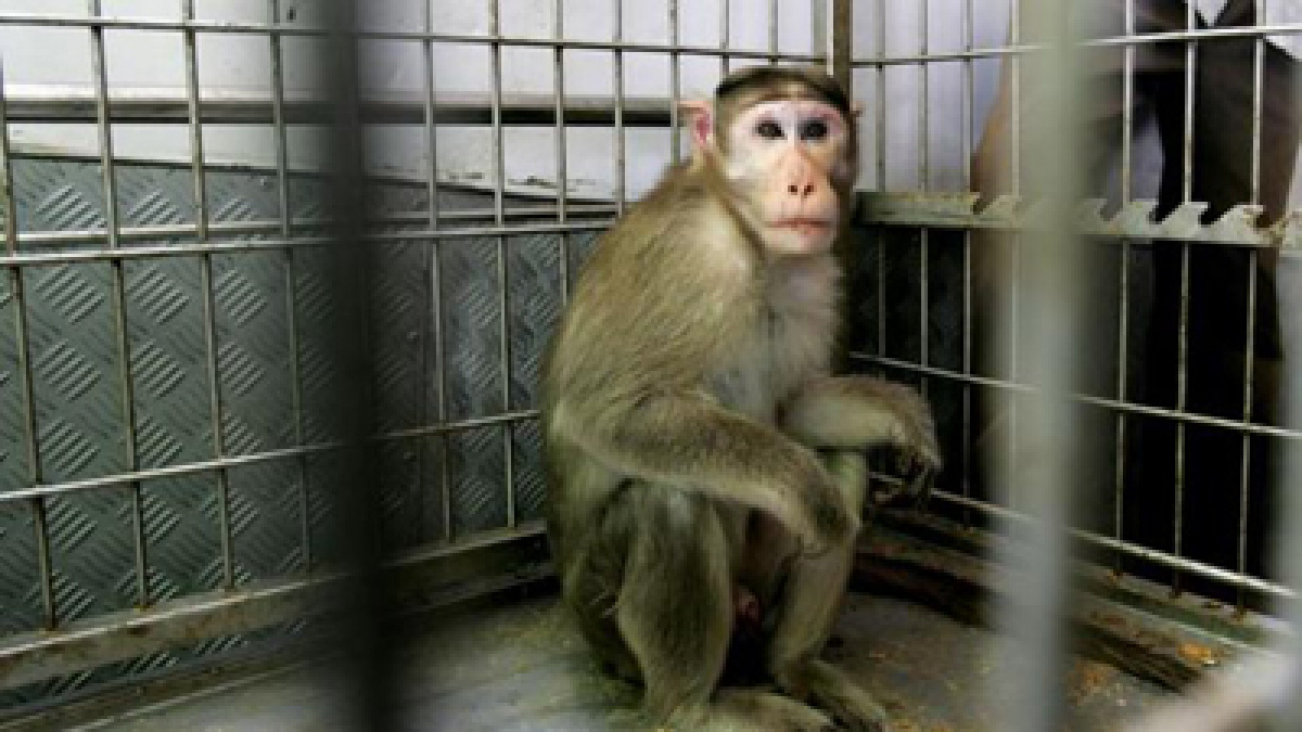 Una vacuna frena el contagio del sida en monos | Público