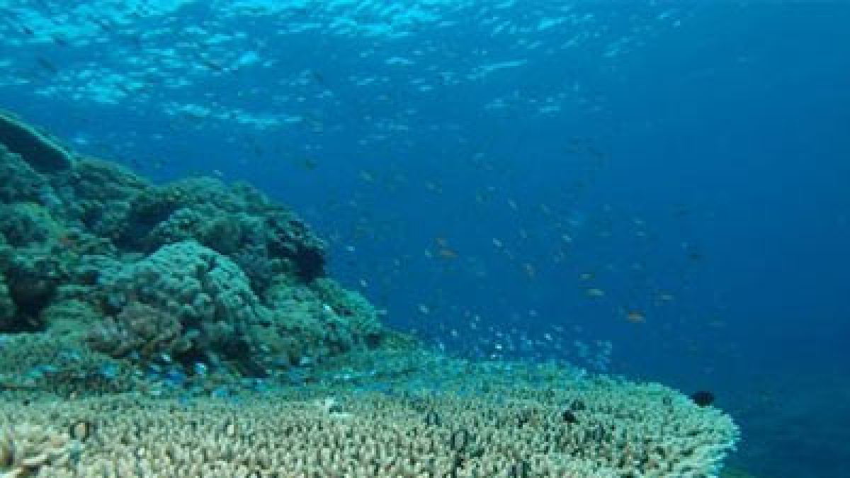 Algunas especies de coral se adaptan al cambio climático | Público