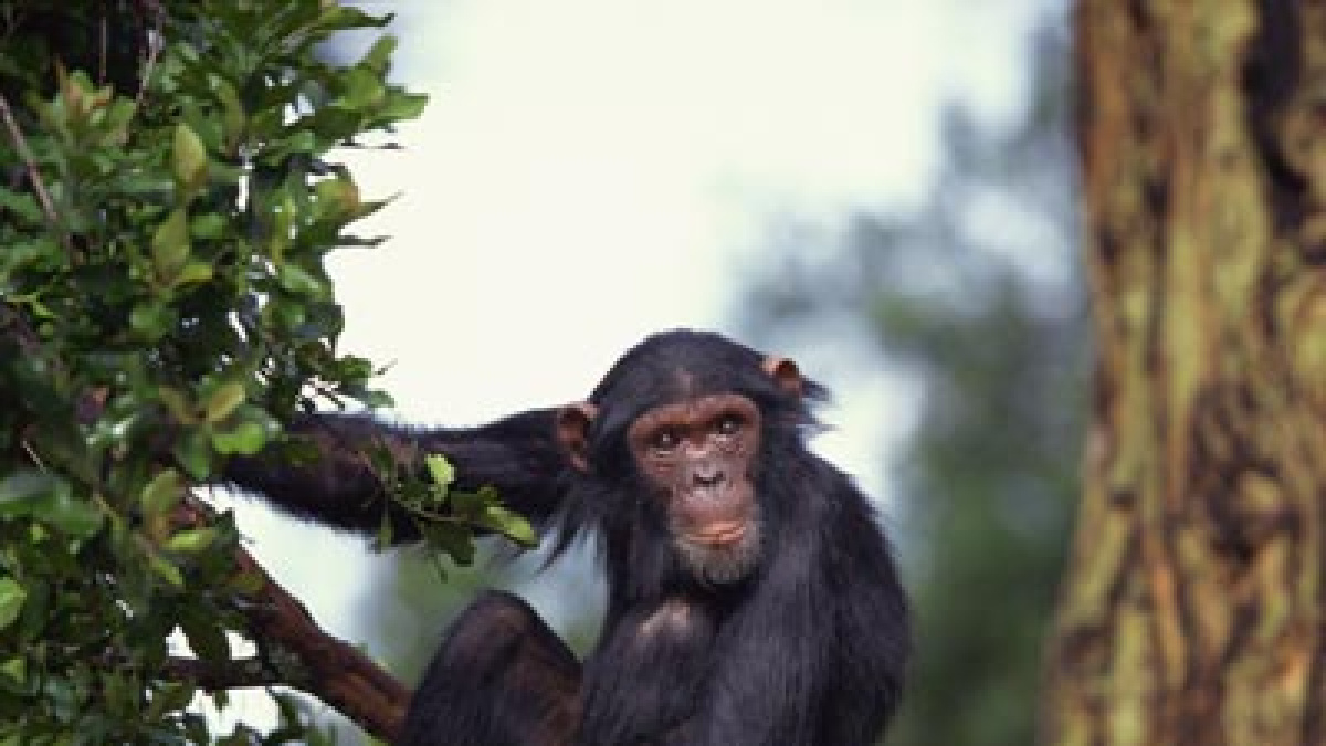 Hallado el cráneo del 'matusalén' primate | Público