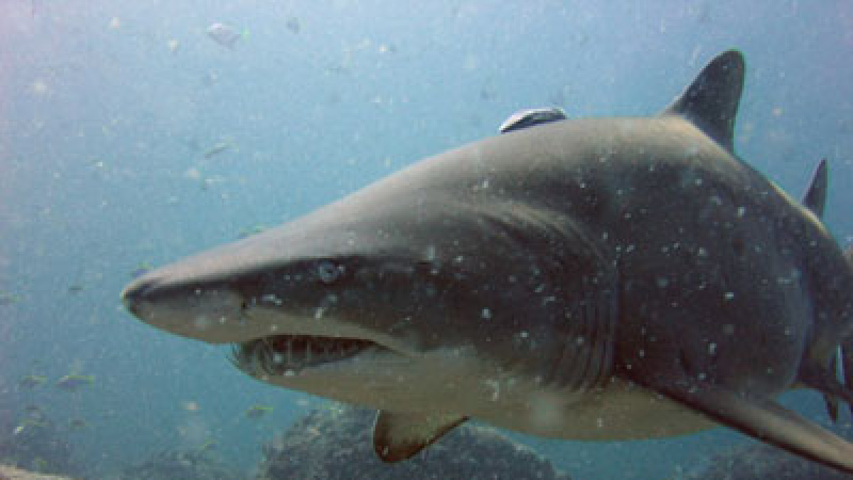Once especies de tiburón contarán con protección especial | Público