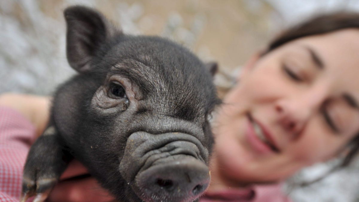 Cerdolí: La moda por los cerdos vietnamitas que ha terminado en una ...