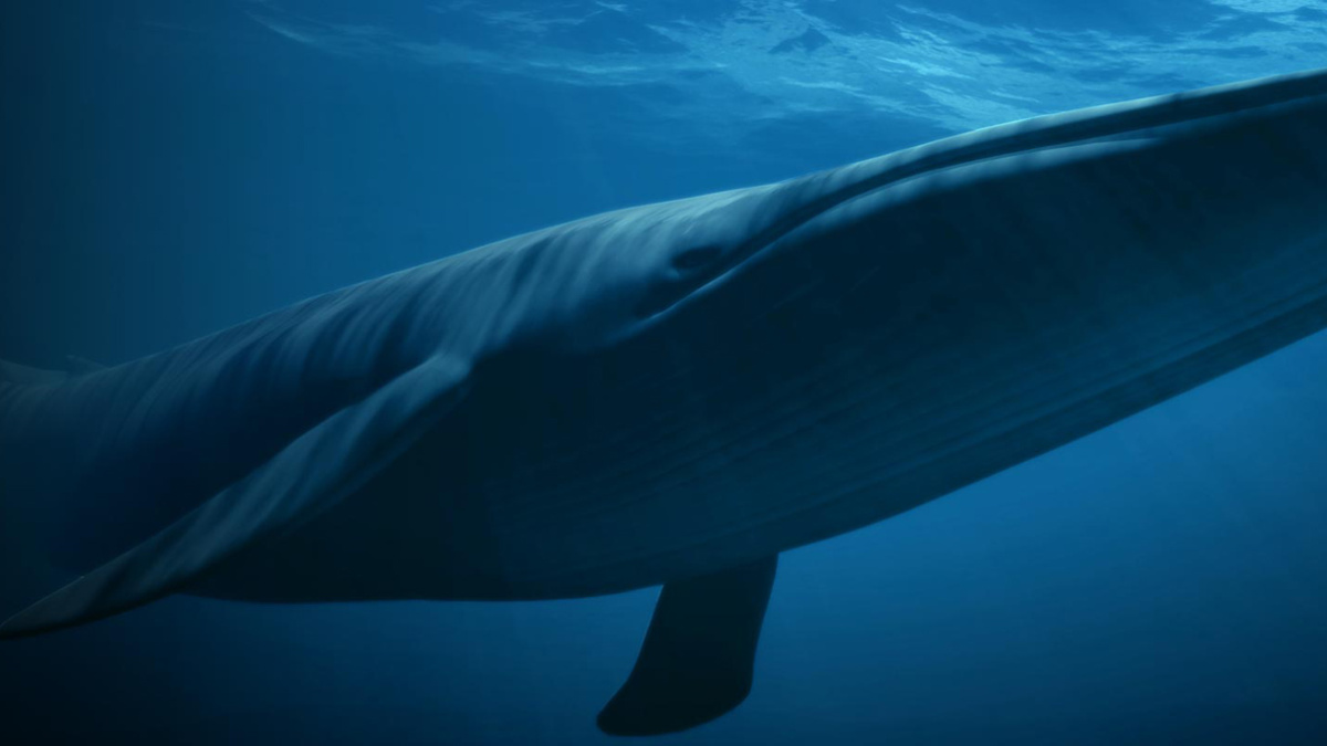 Así es el corazón de una ballena azul | Público