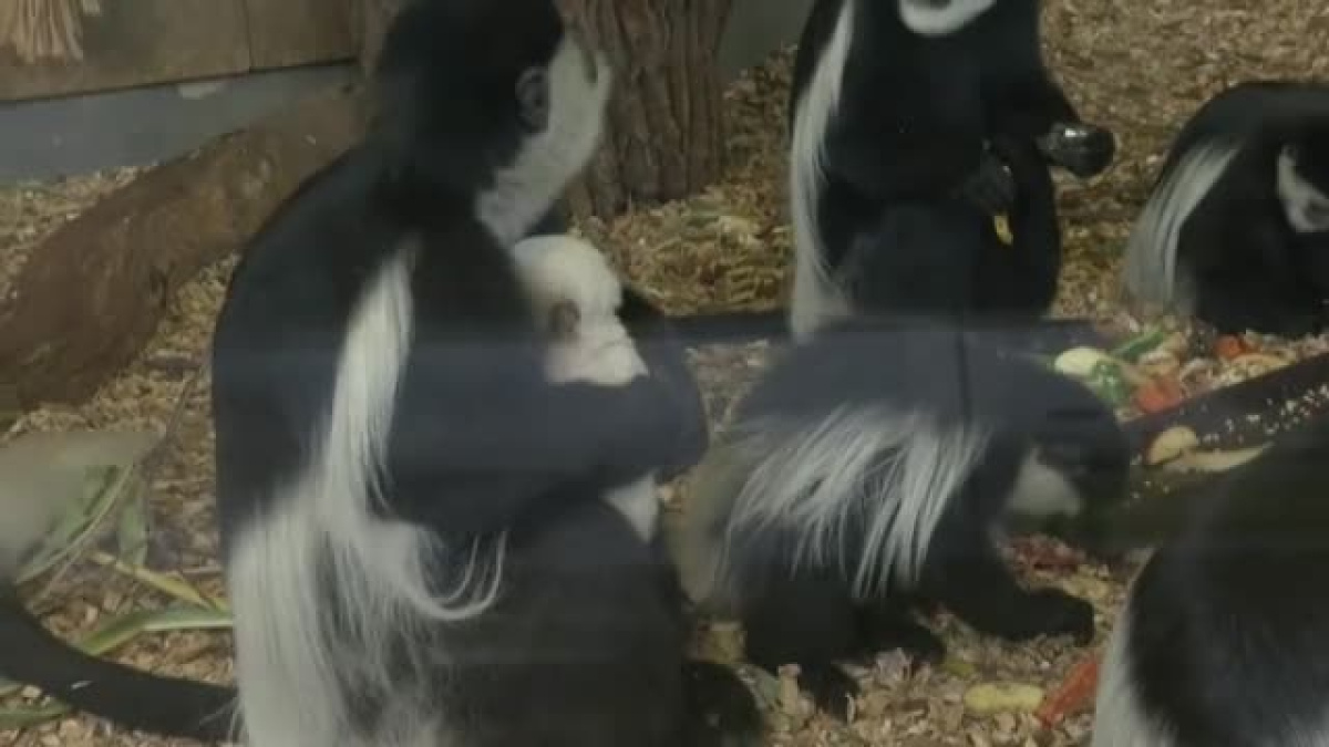 Gran expectación ante el nacimiento de un mono en el zoo de Praga | Público