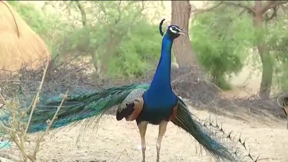 Una reserva natural de pavos reales en la India consigue quintuplicar ...