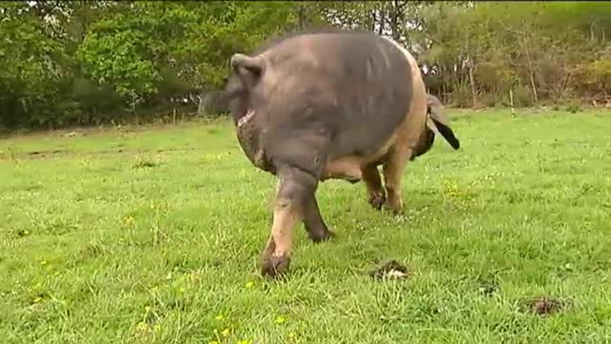 Cesáreo, el ejemplar que evitó la extinción del porco celta | Público